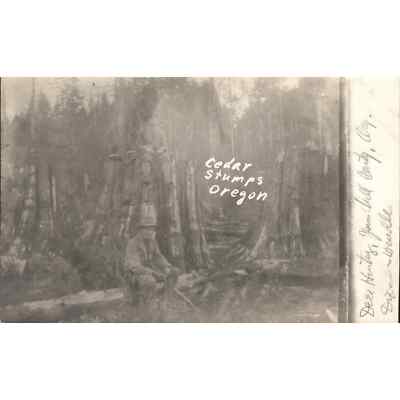 Cedar Stumps RPPC Oregon Postcard CYKO 1904-1910 UNP | eBay