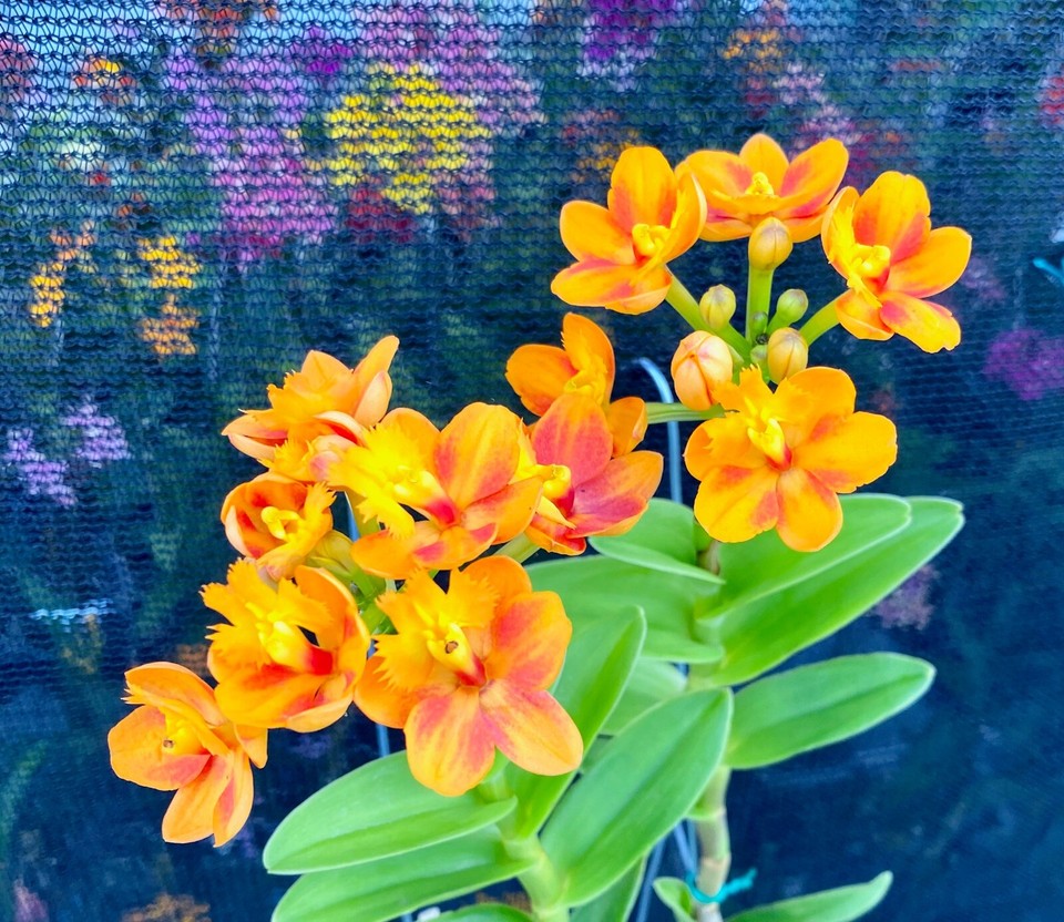 Epidendrum Orchid Raspberry Valley "Cupid" | eBay Australia