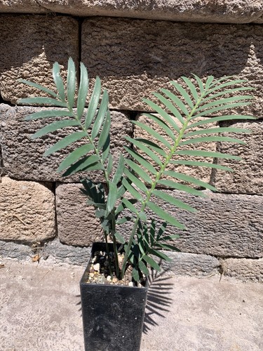 Encephalartos Cerinus WAXEN CYCAD Dwarf Blue Plant Ice Blue Cycads ...