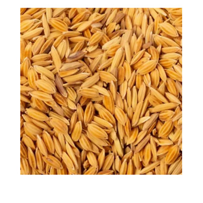 Ceylon White Rice Seeds Pure Organic Natural Paddy 600+ Seeds Free ...