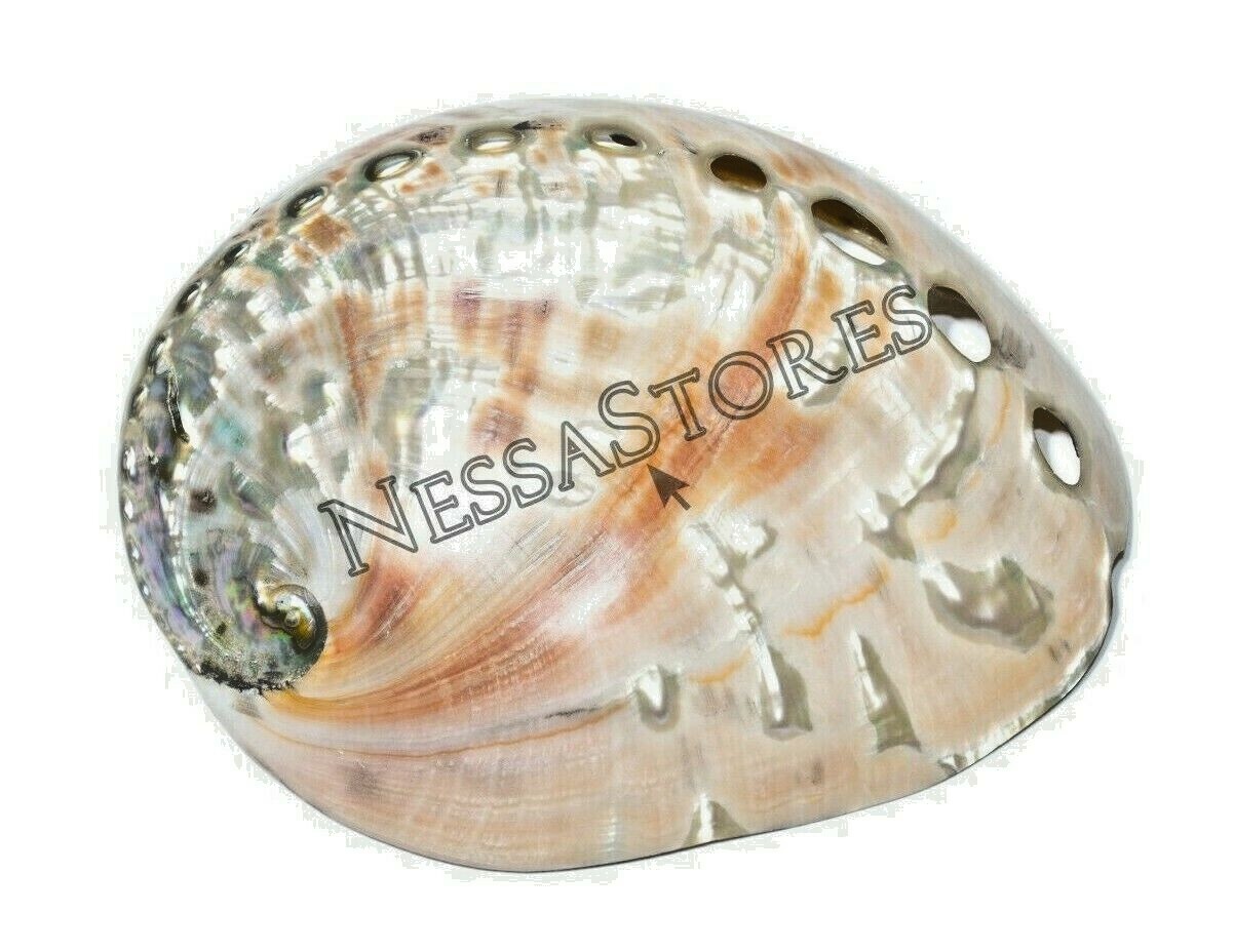 Red Abalone Sea Shell Both Side Polished Beach Craft 5" - 6" ( 1 pc) # ...