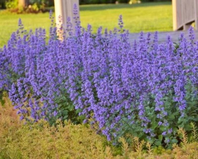 CATMINT FAASSEN'S CATNIP Nepeta x faasseenii 10+ Seeds - herbaceous ...