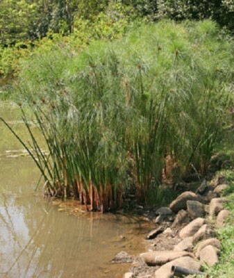 pot cyperus papyrus percamenthus 30/40 cm papyrus du nil plante bassin ...