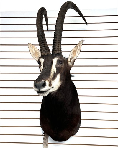 AFRICAN SAFARI SABLE ANTELOPE HEAD MOUNT - TAXIDERMY - NICE AND ...