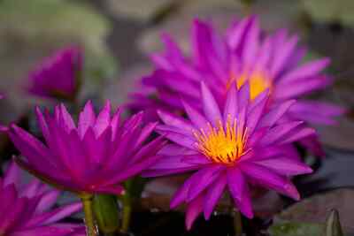 Nymphaea Detective Erika Winter Hardy Water Lily Pond Plant Bareroot ...