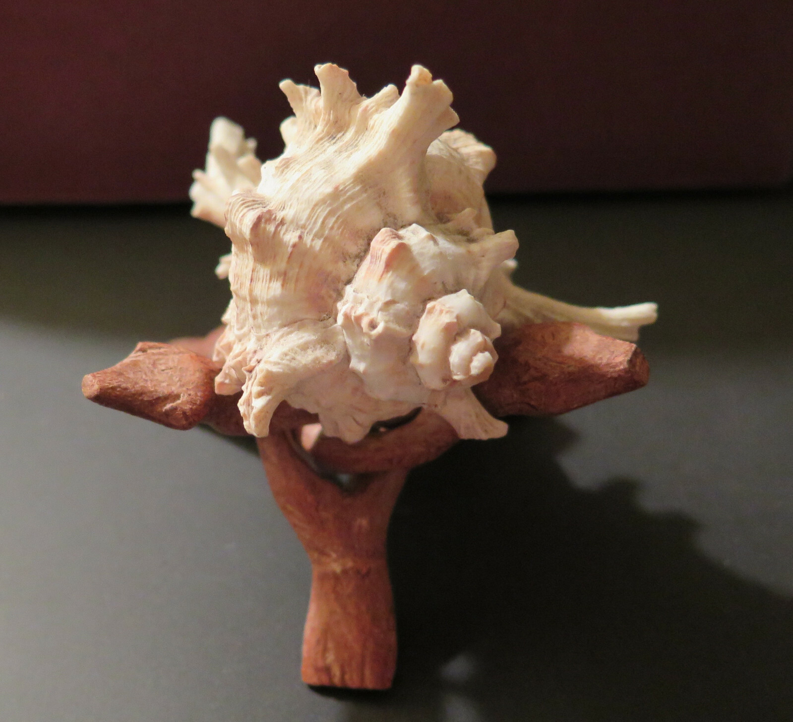 Small Murex Ramosus SeaShell With Stand, Excellent condition | eBay
