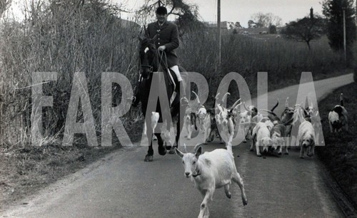 Vintage Press Photo Zebedeo, The Cervo And His Amici Dogs To Hunting ...