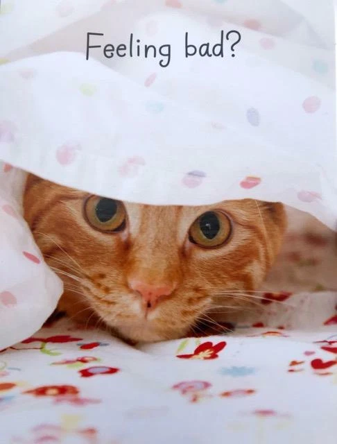 Hope You Feel Better Kitten