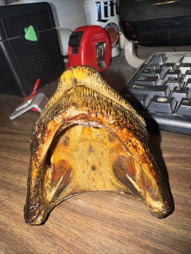 Snapping Turtle Head Taxidermy | eBay