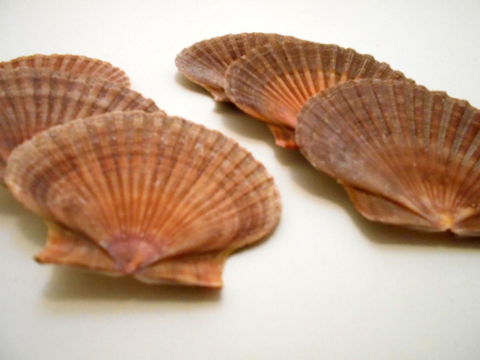 12 Mexican Flat Scallop Shells Seashells Large 3" Crafts Coastal Beach ...