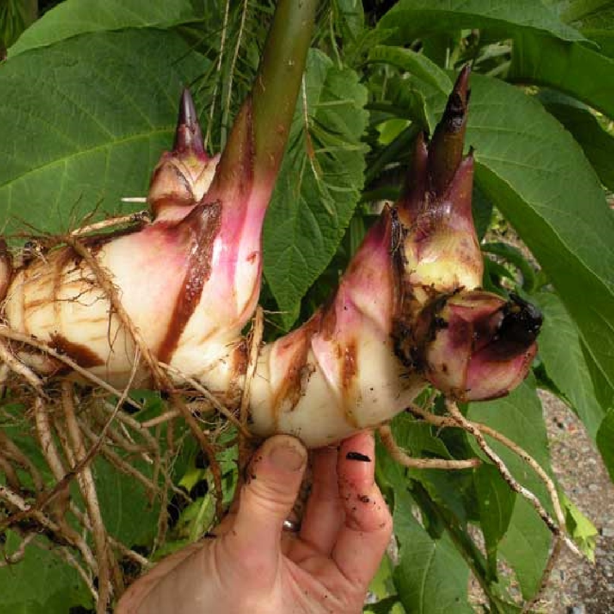 Canna Tuber Are Edible