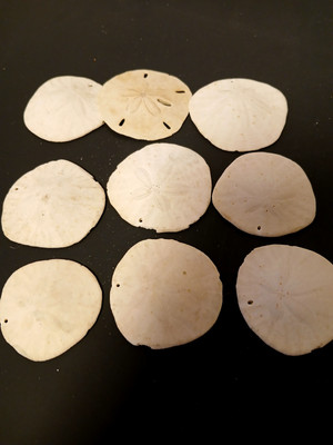 9 small natural sand dollars, 1 5/8-2" | eBay