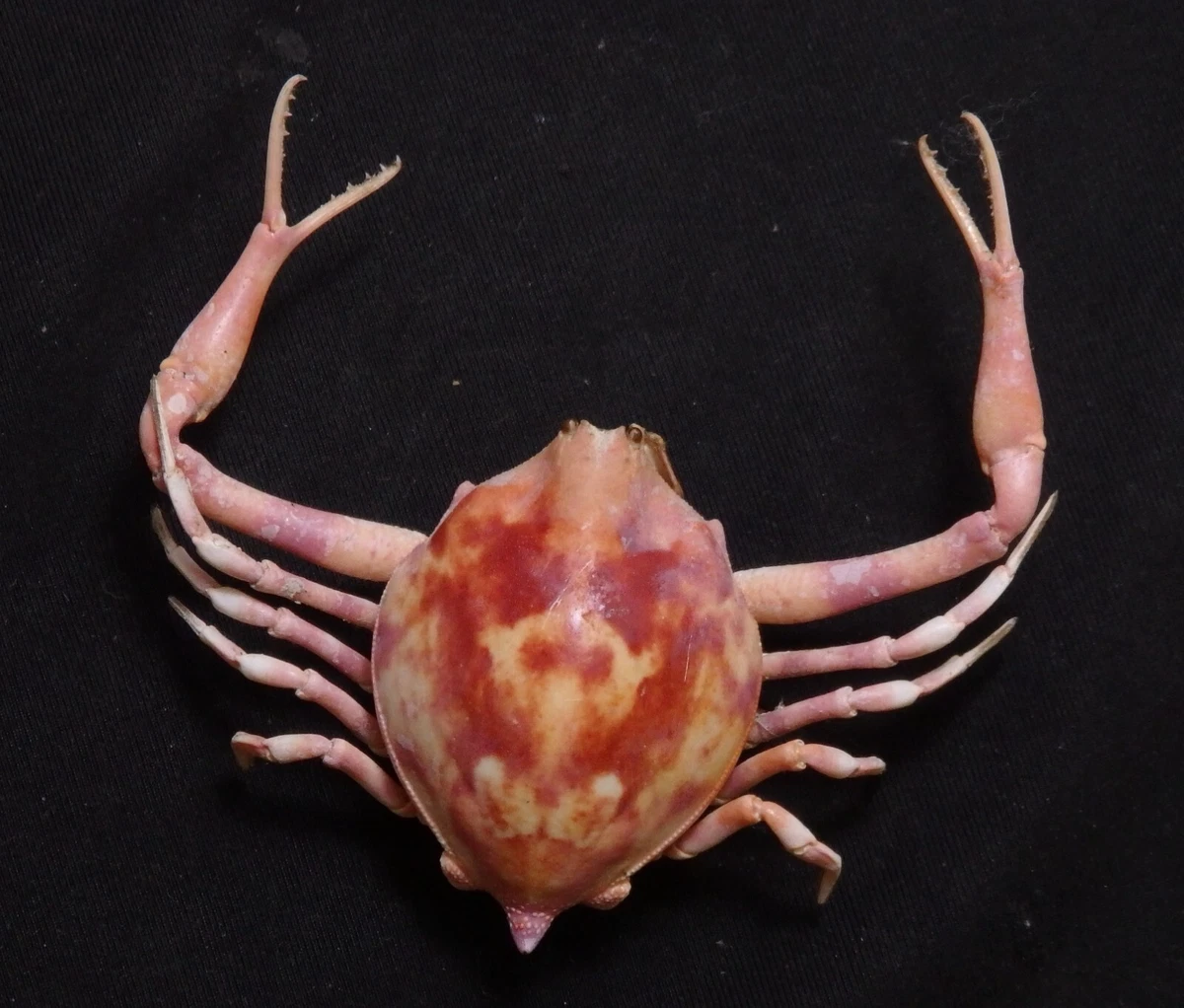 Body Crabs Pictures