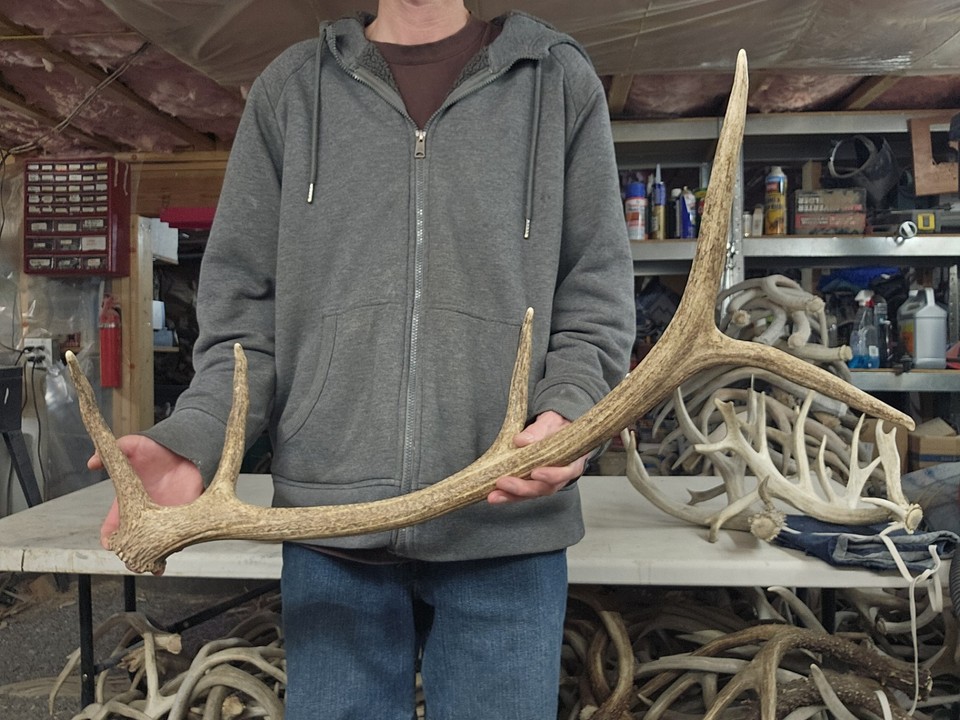 Brown Elk Shed Antler Horns Elk Deer Moose Rack Sheds | eBay