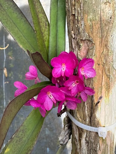 SE ASIA MINIATURE VANDA ORCHID SPECIES ampullacae SPIKE!! 4 in pot | eBay