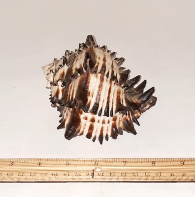 Exquisite 4½" Muricanthus Radix "Radish Murex" Sea Shell | eBay