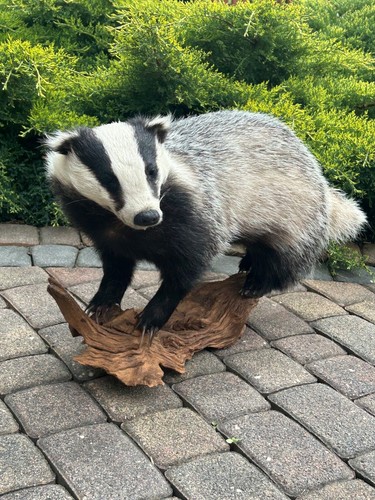 Badger, stuffed badger dog, trophy, taxidermy. | eBay