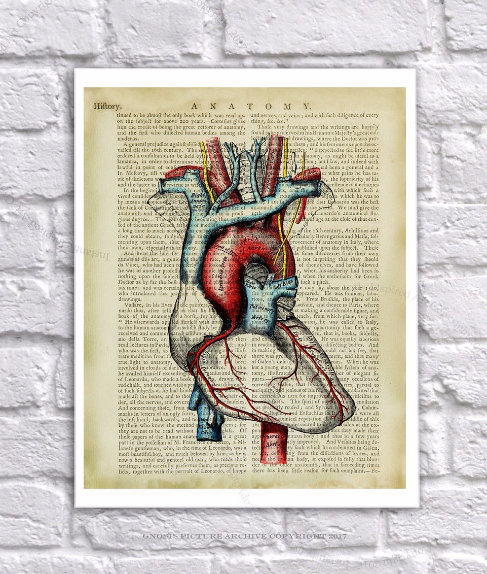 Vintage Anatomy Drawings