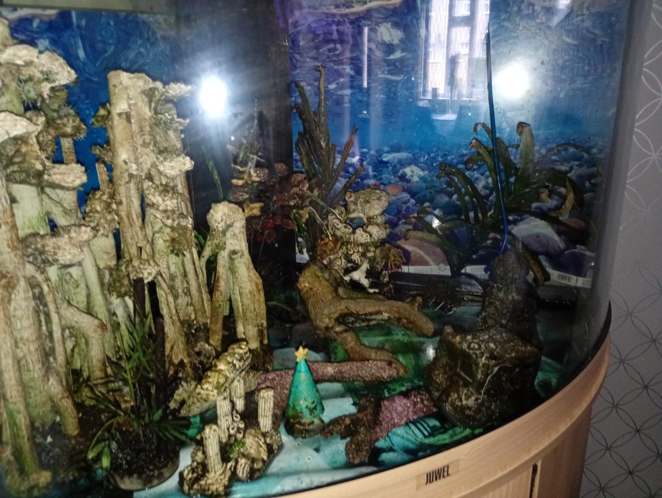 Juwel Trigon 190 Corner Fish Tank with Cabinet Stand and Accessories ...
