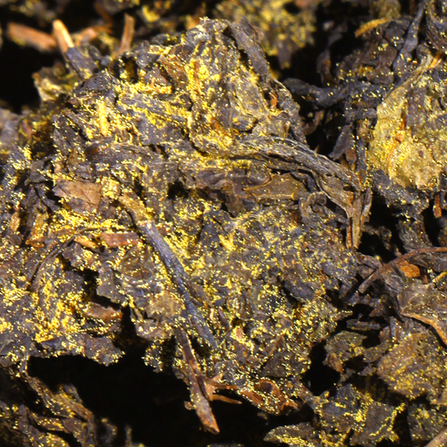 Jingwei Fu Cha Shaanxi Qizi Jinhua Fu Tea Golden Flower Tea Brick 357g ...