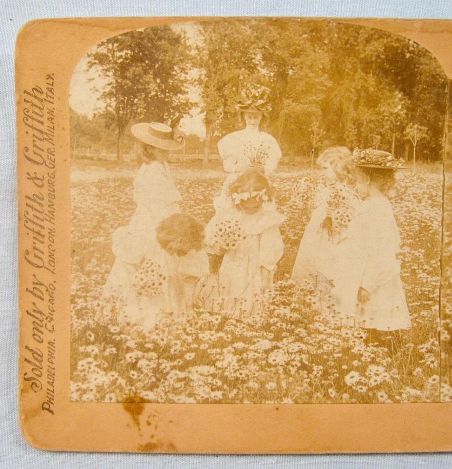 Stereoview George W Griffith 2069 In The Daisy Fields Flowers Young ...
