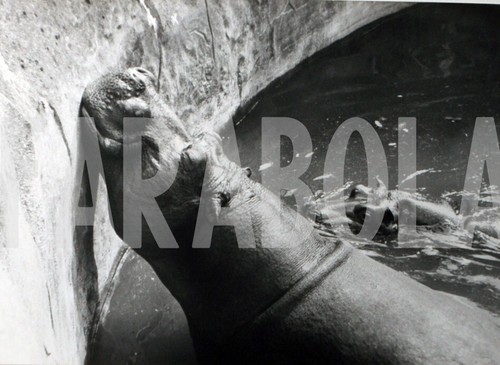 Photo de presse vintage Zoo Vincennes, Une Maman Hippo Col Petite ...