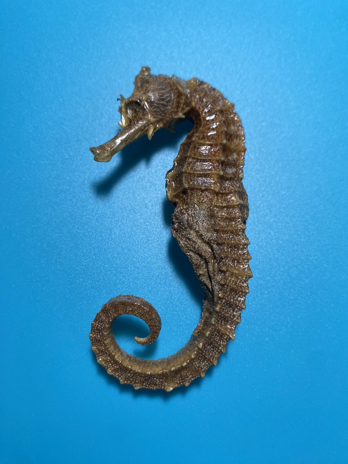 VTG Real Natural Dried Seahorse Specimen Hippocampus Erectus Skeleton 3 ...