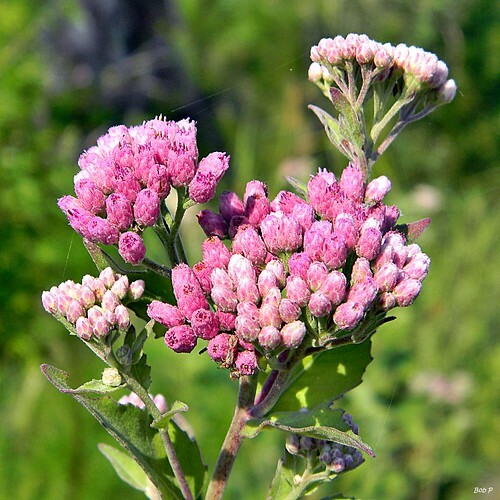 camphorweed, salt-marsh fleabane (Pluchea odorata)—~500 seeds ($3.50 ...