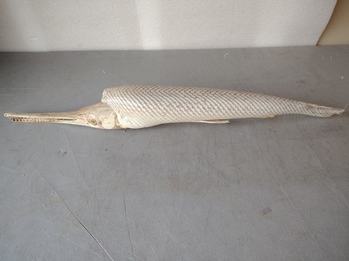 Real Spotted River Gar Fish Skin and Head Taxidermy | eBay