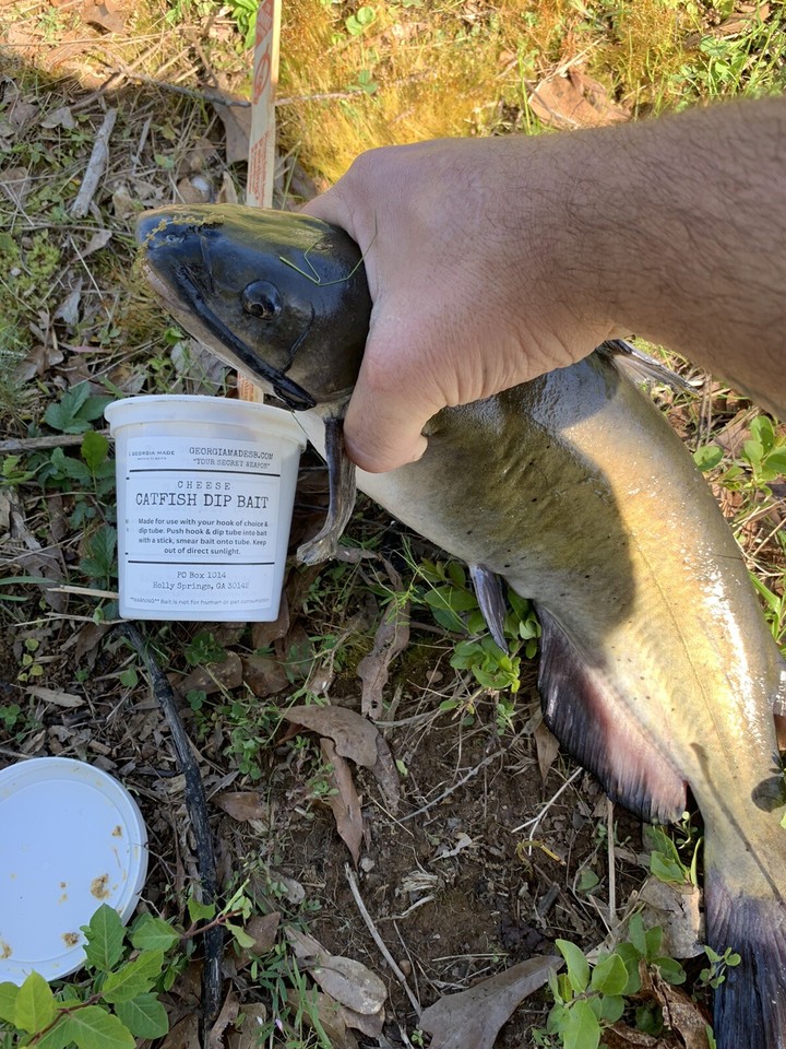 Catfish Dip Bait CHEESE Flavor 40 oz. Pail | Georgia Made Specialty ...