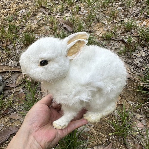 Domestic Rabbit Standing Miniature Taxidermy Specimen Genuine Craft ...