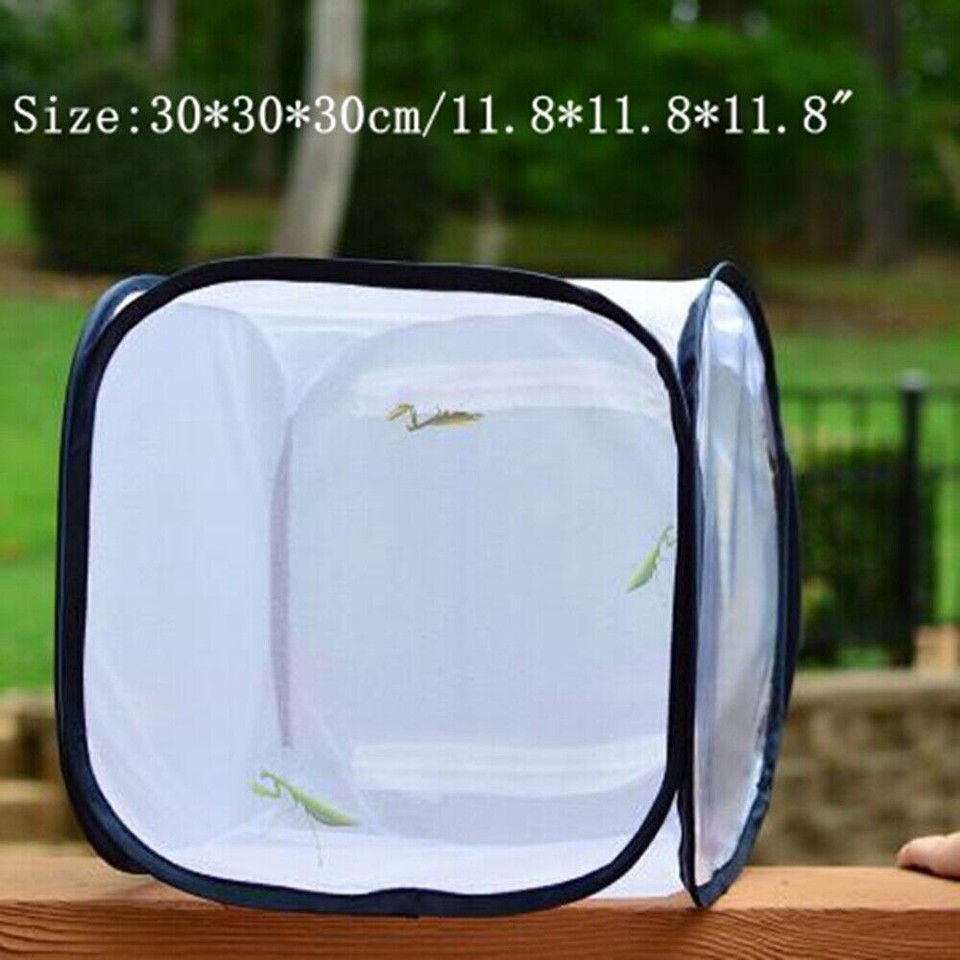 Mantis Stick Small Insect Butterfly Housing Enclosure Net Plant ...