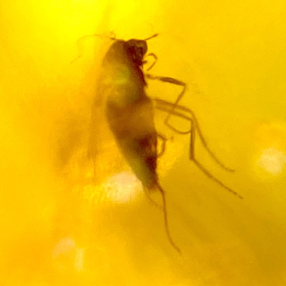 Baltic Amber Prehistoric Insect Inclusion with 4x Magnifying Case and ...