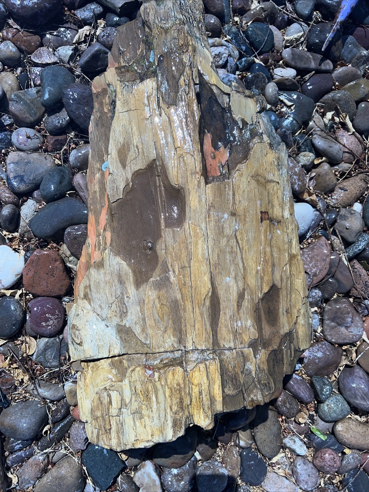 PETRIFIED LOG Large Piece. | eBay