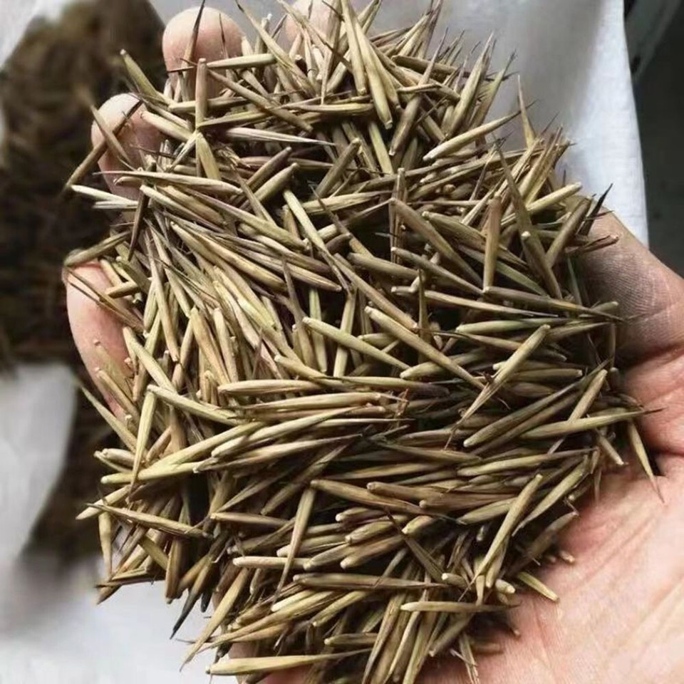 100 x Moso Bamboo Seeds. Phyllostachys Edulis Pubescens Giant Hardy ...