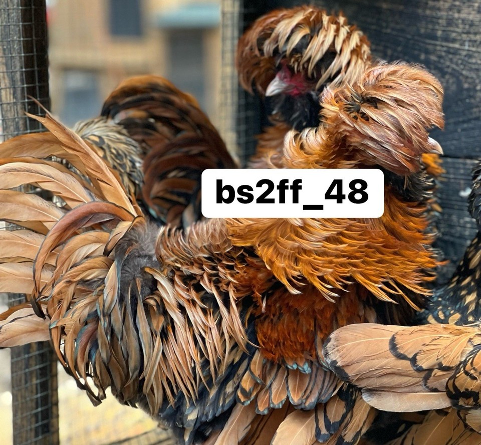 6 Golden Laced Polish Bantam Hatching Eggs (Read Description!!!) | eBay