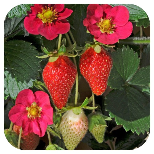 Strawberry Plug Plants x 5 'Toscana F1' for Hanging Baskets ...