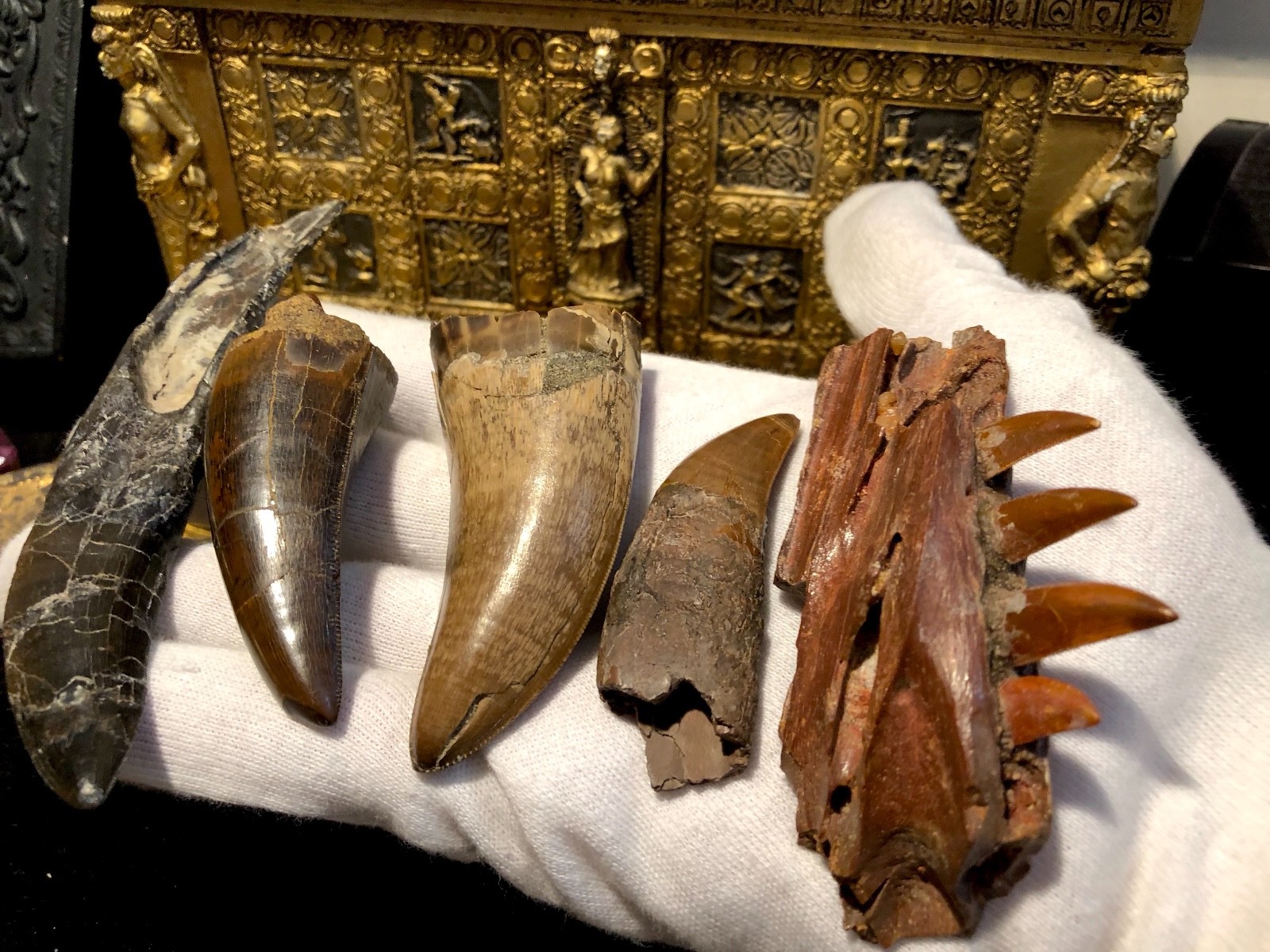 RAPTOR JAW BONE VELOCIRAPTOR DROMEOSAUR DINOSAUR FOSSIL JURASSIC BONE ...