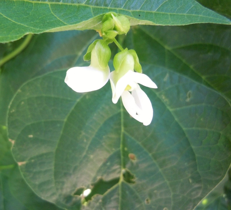Jackson Wonder Lima Bean Seeds | Southern Speckled Baby Butter Beans ...