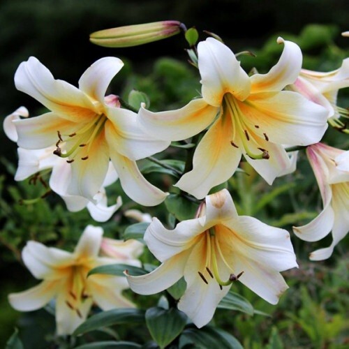 PICK YOUR LILY - CHOOSE FROM 38 DIFFERENT VARIETIES!!! EASY TO GROW ...