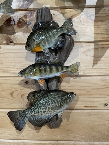 New Real Skin Sunfish Crappie Fish Taxidermy Wall Mount On Driftwood ...