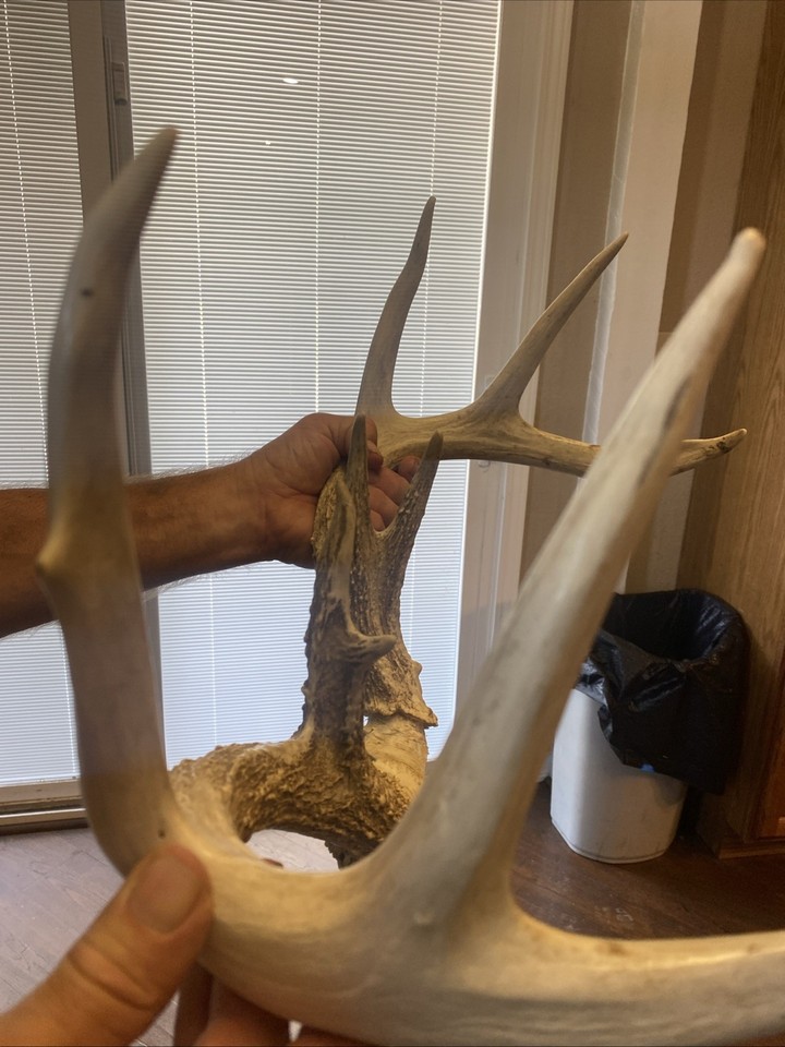 Nice 10 pt Wild 130” Whitetail Deer Antler Rack Horn Man Cave Sheds ...