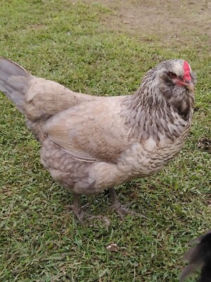 8+ FERTILE ASSORTED Ameracauna/Whiting True BLUE/GREEN Hatching Eggs | eBay