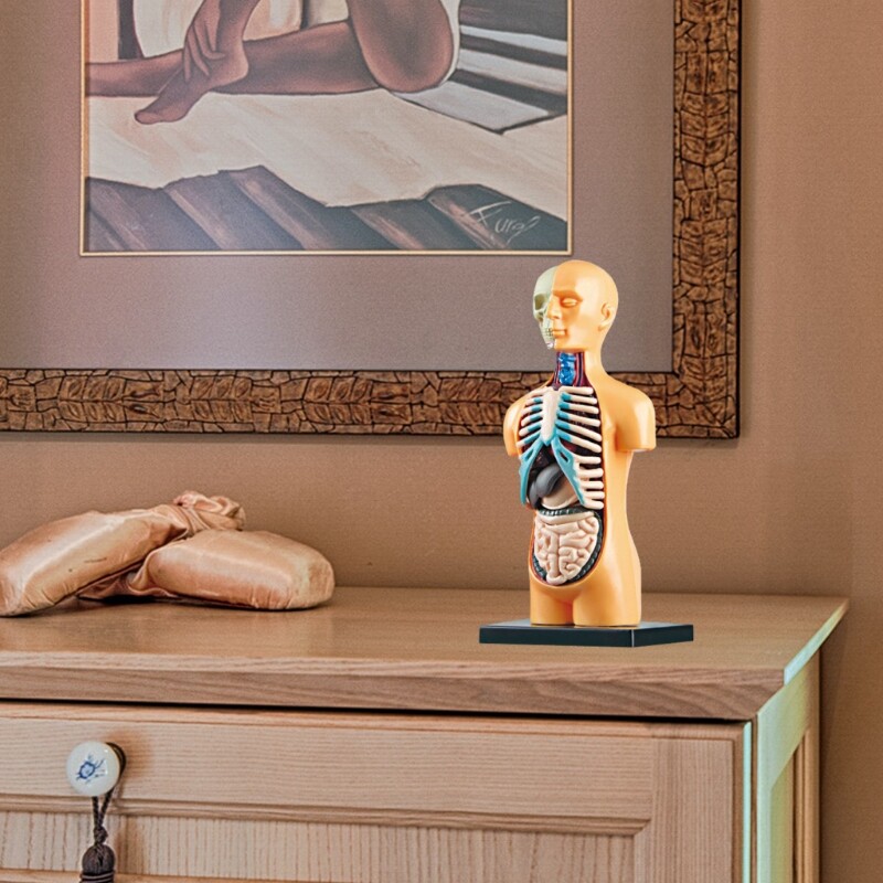 Skeleton&Heart Models-Best Anatomy Model Bundle Set for Kids Handmade ...