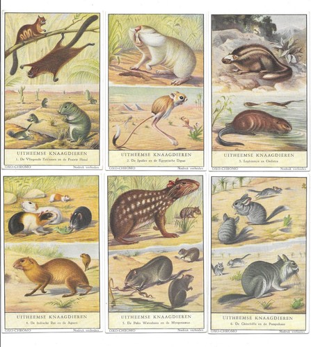 LIEBIG TRADE CARDS, UNUSUAL RODENTS 1954 Set of 6 Cards (S1600 Dutch ...