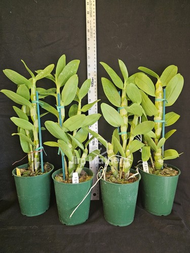 Dendrobium Red Emperor 'Prince' Blooming size Nobile Dendrobium Orchid ...