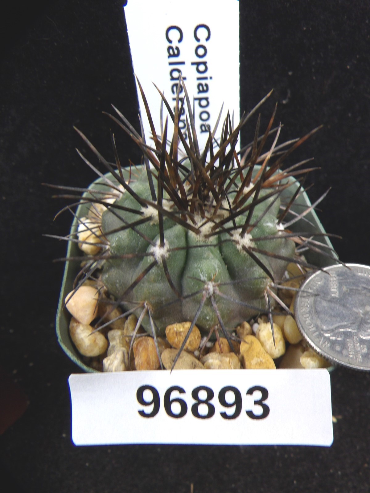Copiapoa Calderana Very Nice Seedling Live Cactus Cacti Plant 96893 | eBay