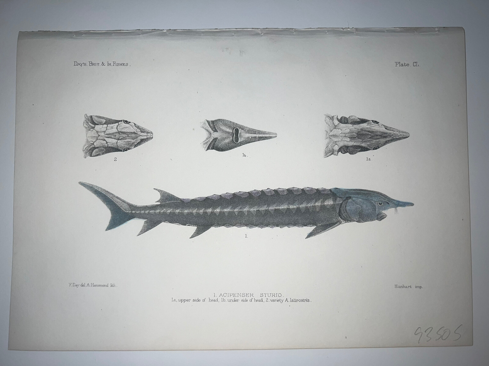 Day 1884 Antique Fish Hand Colored Lithograph Sturgeon Plate 150 | eBay