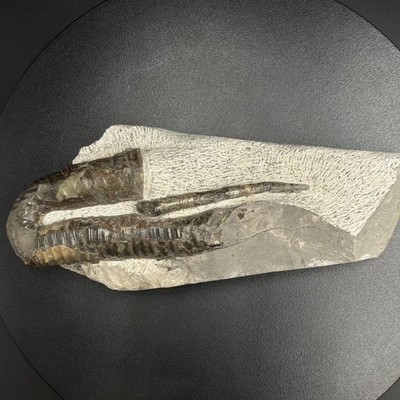 Polyptychoceras jimboi ammonite – Cretaceous Santonian Yezo Group Japan ...