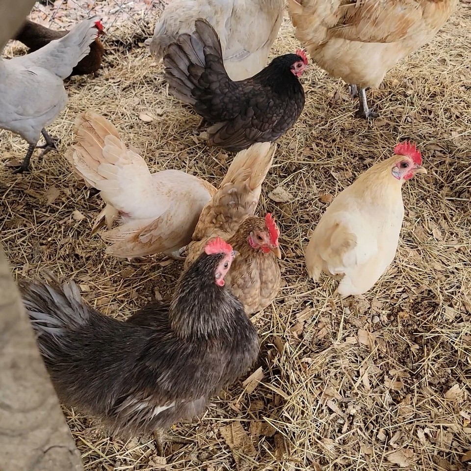 5+1 Serama Bantam Hatching Eggs 4-H Kikiriki Teacup Chicken | eBay